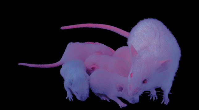 Building a better mouse | Features | Yale Alumni Magazine