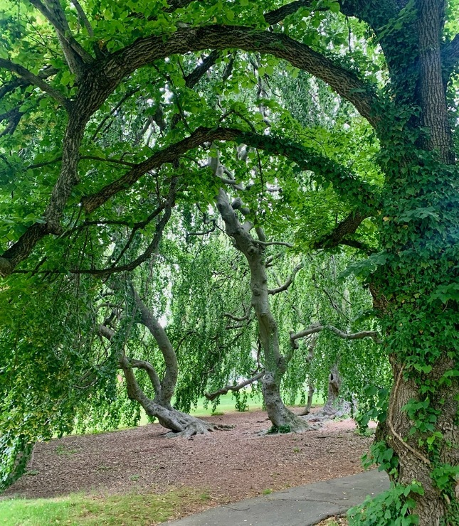 Beech vacation | Daily Snap | Yale Alumni Magazine