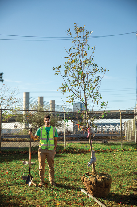 Reforesting the Elm City | Features | Yale Alumni Magazine