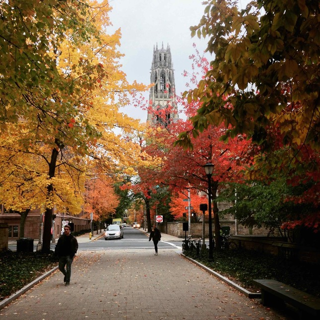 A walk in the woods | Daily Snap | Yale Alumni Magazine