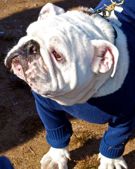 Good dog | Light & Verity | Yale Alumni Magazine