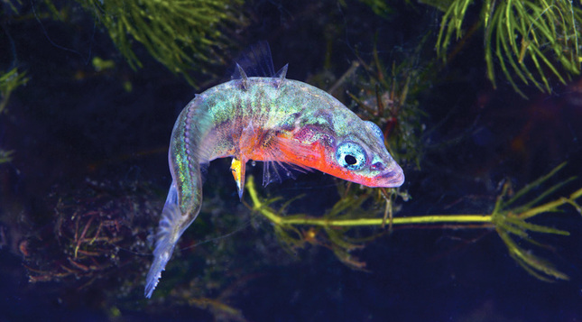 Truth in advertising | Findings | Yale Alumni Magazine