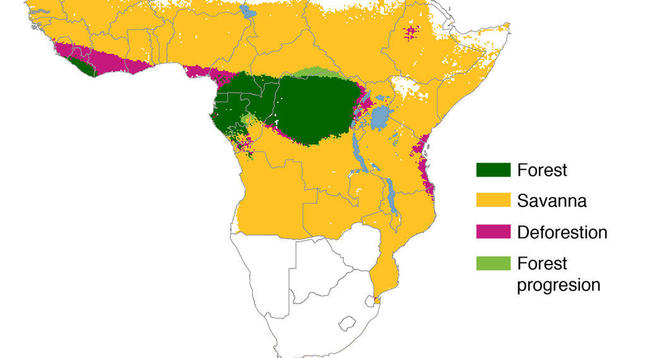 Did trees fall in the forest? | Findings | Yale Alumni Magazine