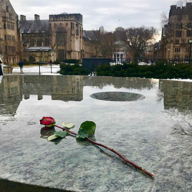 One perfect rose | Daily Snap | Yale Alumni Magazine